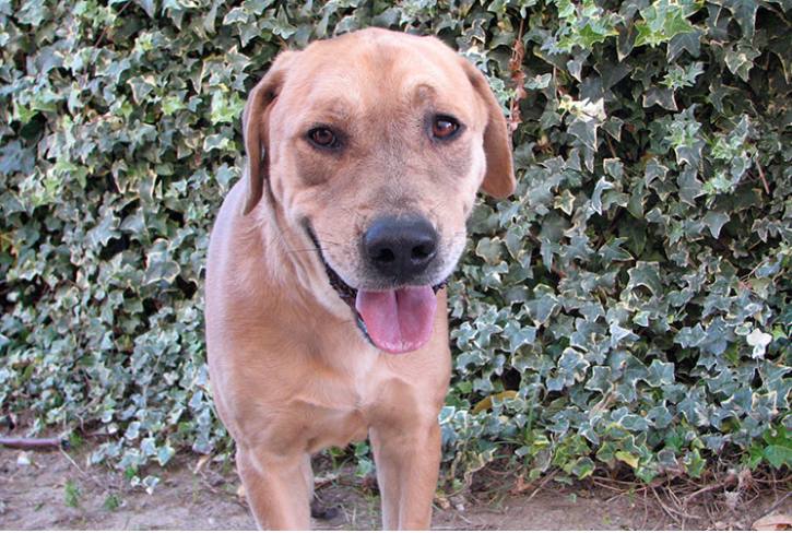 Conoce a los perros que podrán ser adoptados - diariosur.es