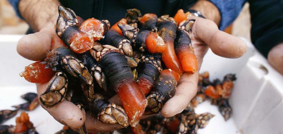 The shellfish that costs lives | Sur in English