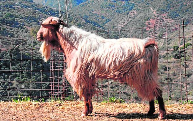 Sementales y hembras de catálogo | Diario Sur