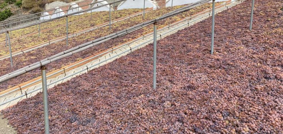 La producción de uvas pasas se salva a pesar de los días de terral de ...