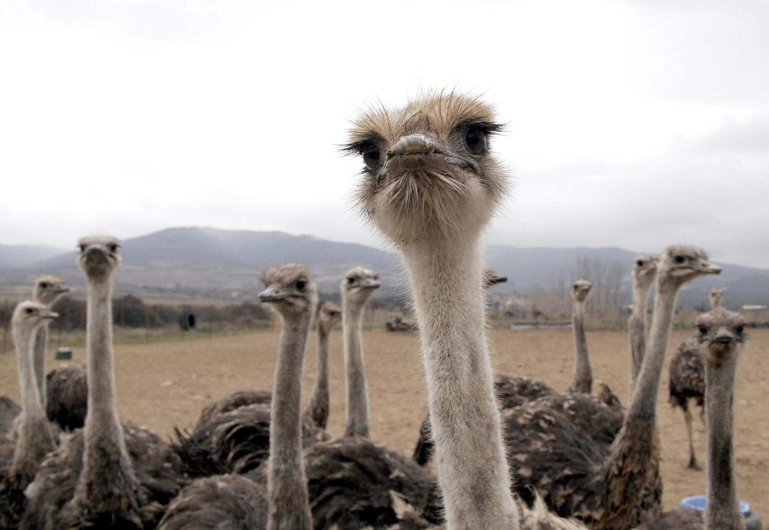 Las avestruces llegaron volando hasta África hace 50 millones de años ...