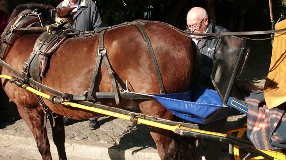 Excrementos de caballo | Diario Sur